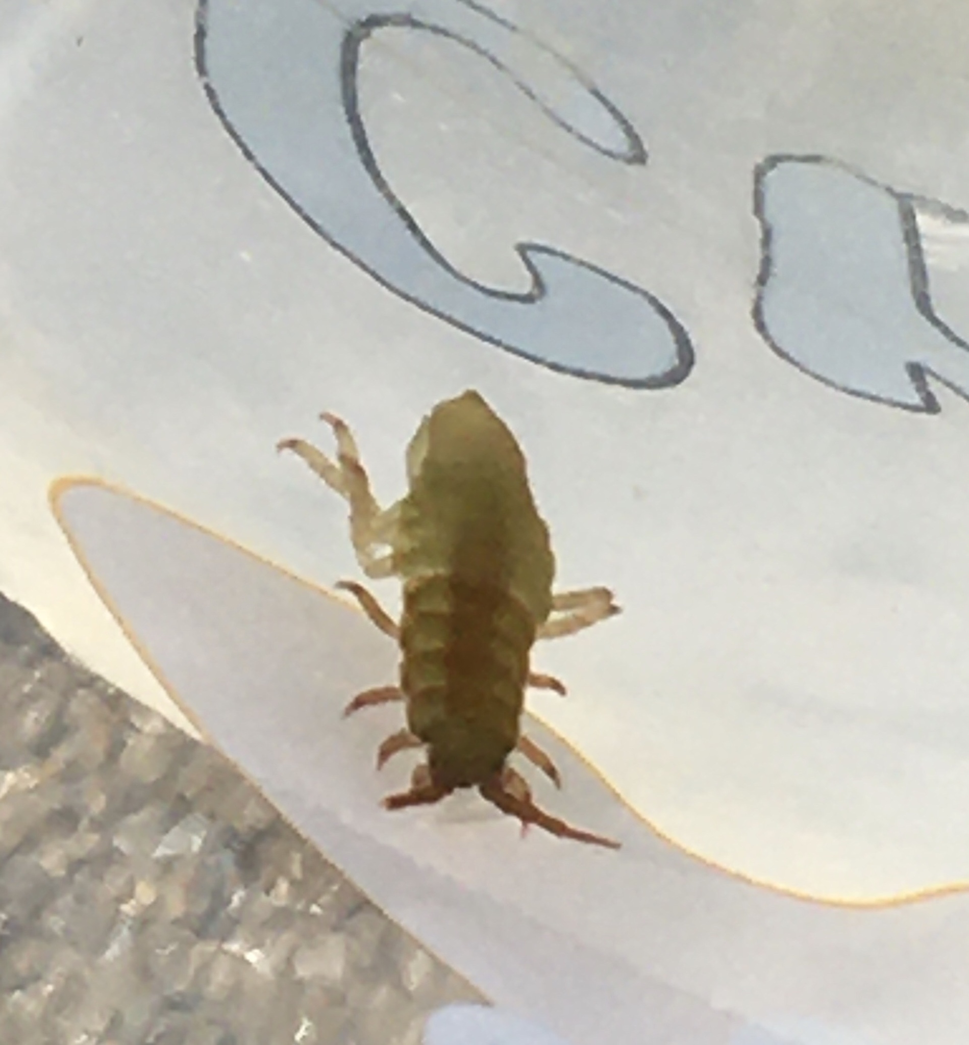 Idotea granulosa Rathke, 1843