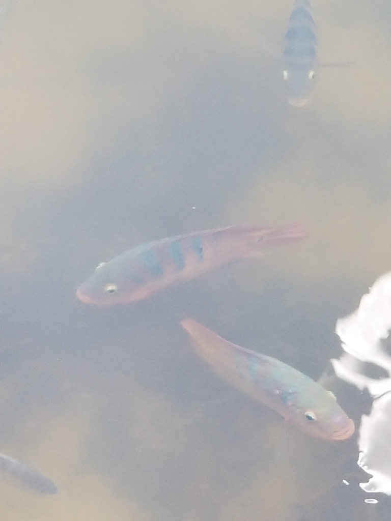 Mayan Cichlid from Delray Beach, FL 33446, USA on May 29, 2022 at 01:03 ...