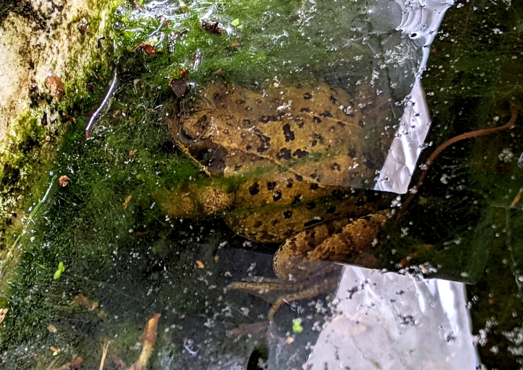 European Common Frog from Natural History Museum / Cromwell Road (Stop ...