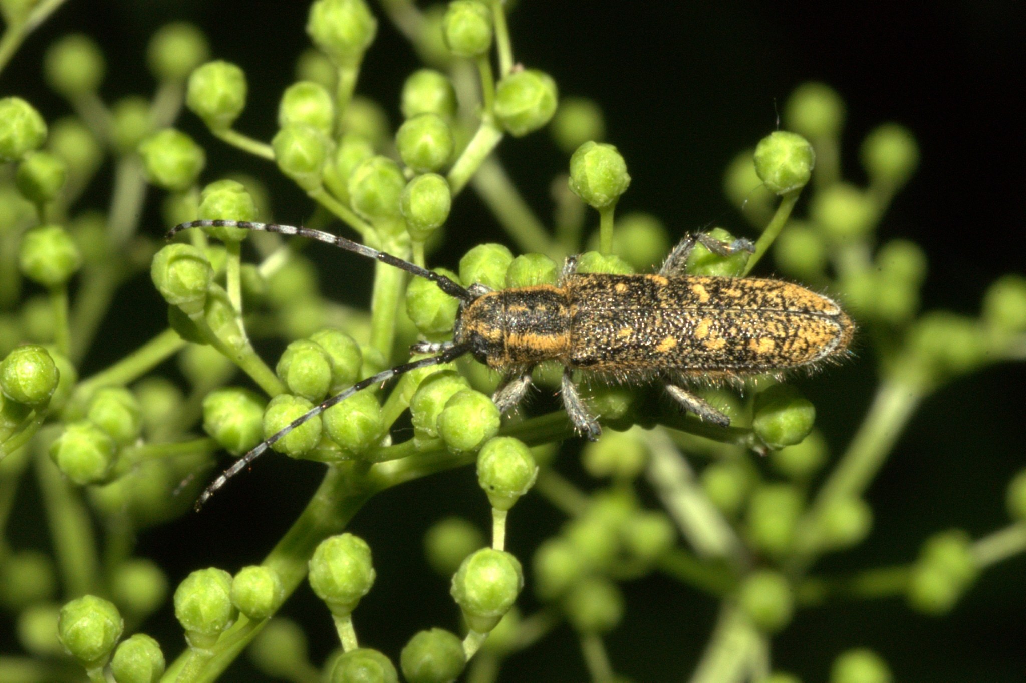 Saperda populnea (Linnaeus, 1758)