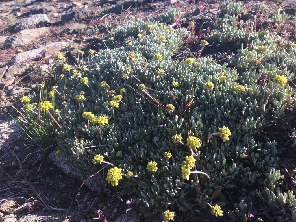 Frosted Buckwheat from Yosemite National Park, Mariposa County, US-CA ...