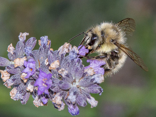 Yellow Head Bumble Bee (Ivvavik National Park) · iNaturalist