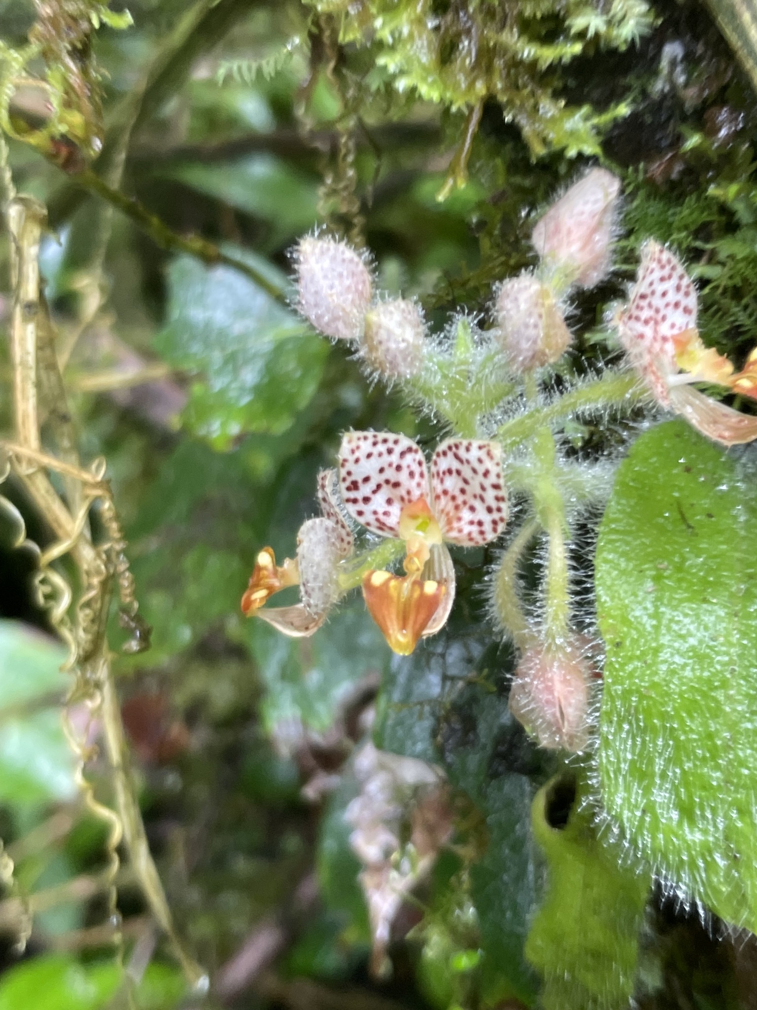 Ponthieva maculata Lindl.