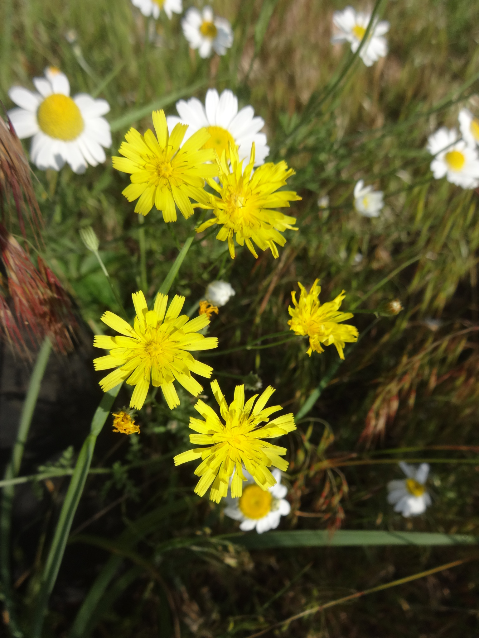 Crepis tectorum L.