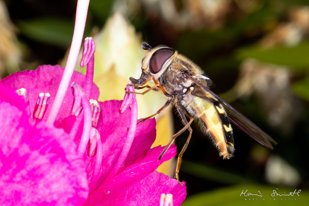 Scaeva from Starachowice, Polska on May 28, 2022 at 09:50 AM by Marcin ...