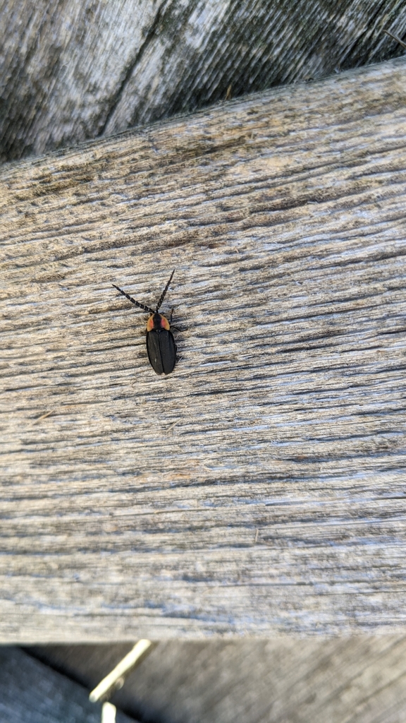 Black Firefly from Northampton, St. Louis, MO, USA on May 28, 2022 at ...