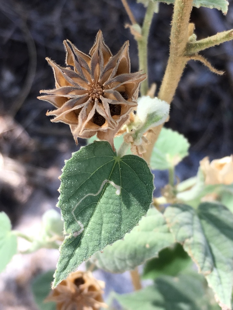 Shrubby Indian Mallow (Abutilon abutiloides) - Botanical Realm