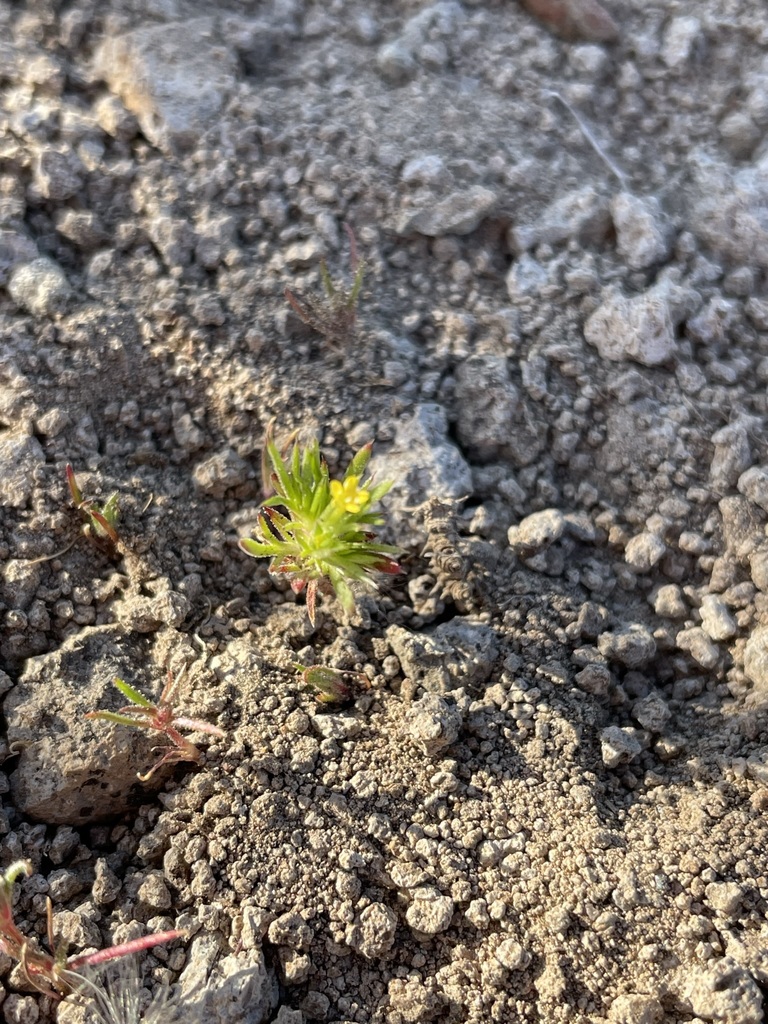 yellow pincushion plant from Plumas, Plumas National Forest, California ...