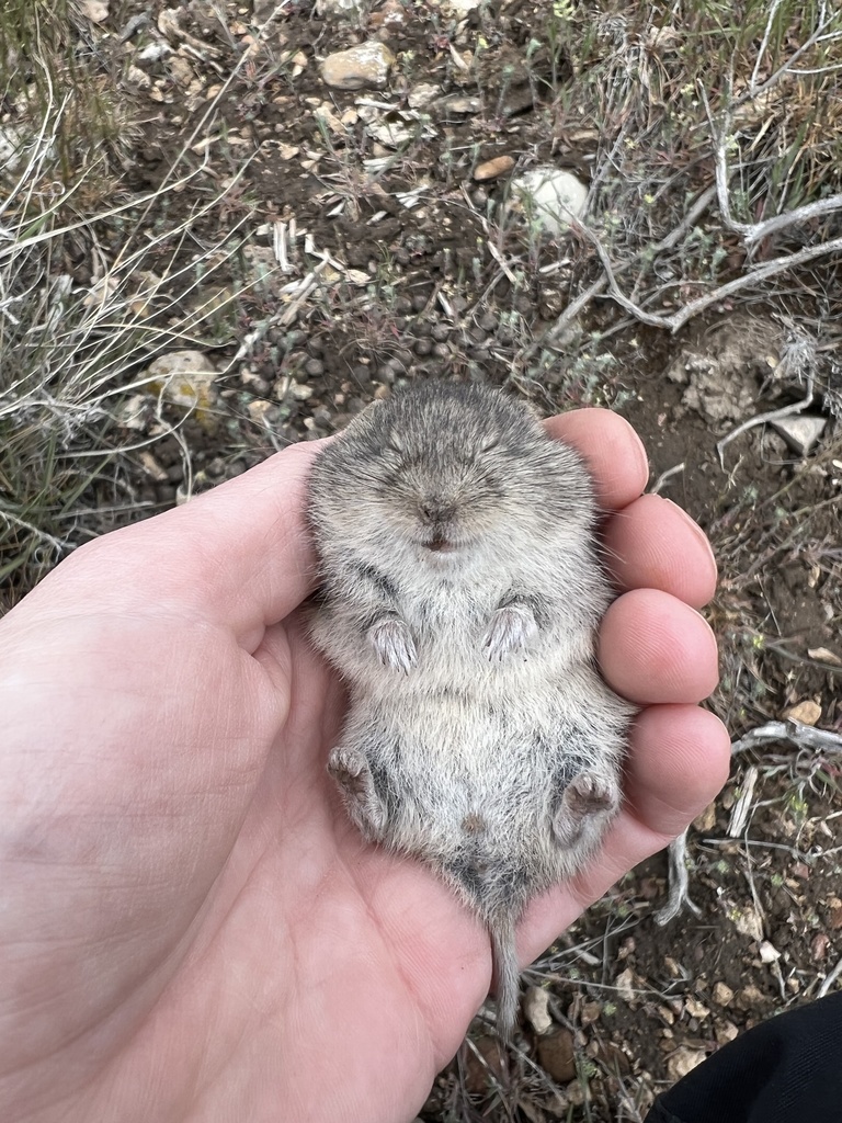 Sagebrush Vole (Lemmiscus curtatus) - Know Your Mammals