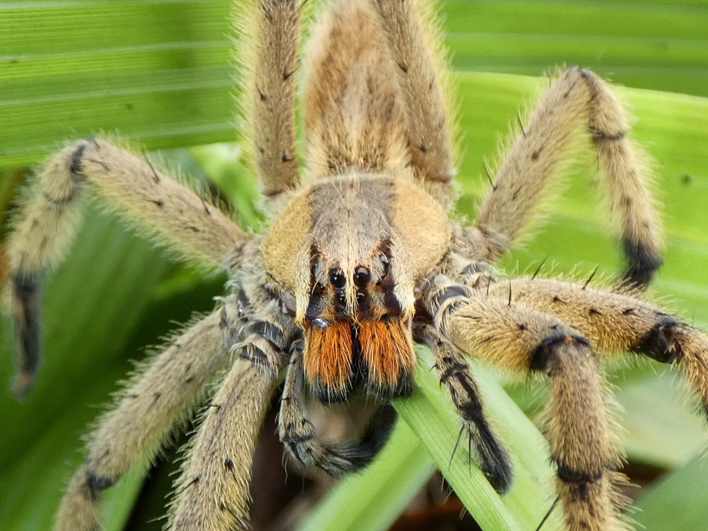 Spot-legged bromeliad spider from Anton Valley, Panama on May 29, 2022 ...