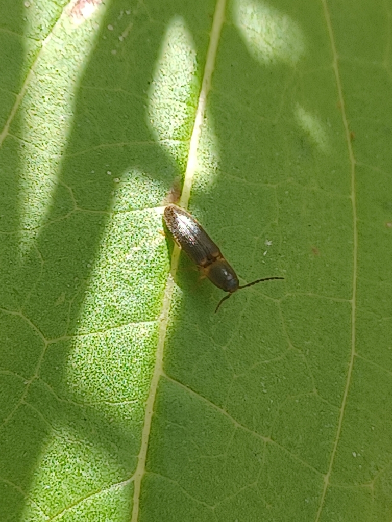 Megapenthes rufilabris from Jackson, MS 39211, USA on May 29, 2022 at ...