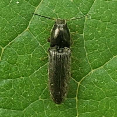 Limonius quercinus from Pasadena, MD 21122, USA on May 29, 2022 at 03: ...