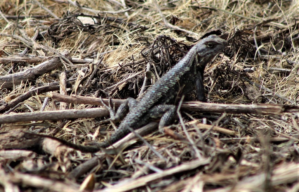 Great Basin Fence Lizard from Clairemont, San Diego, CA, USA on May 29 ...