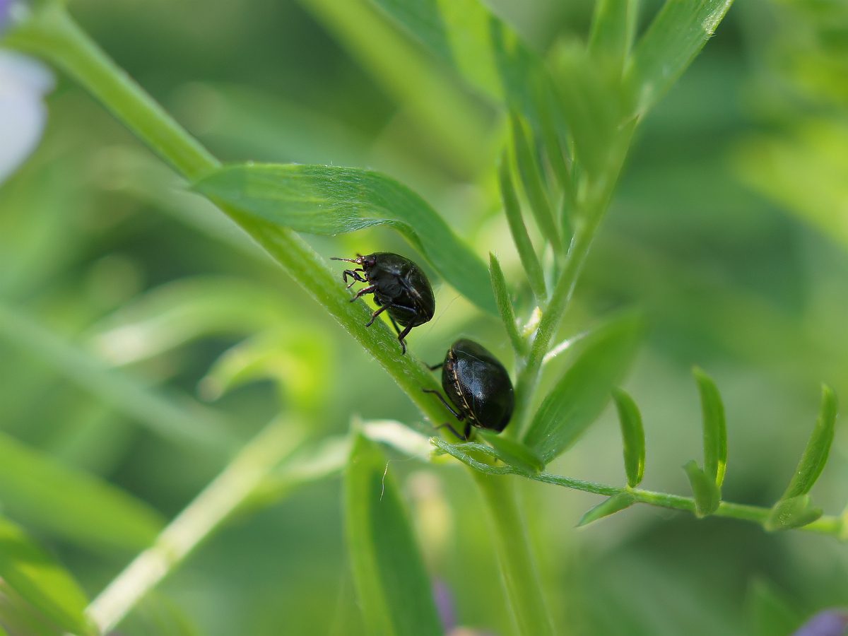 Coptosoma scutellatum (Geoffroy, 1785)