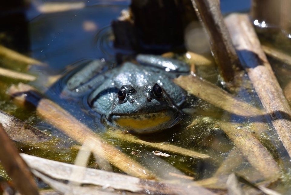 American Bullfrog from Bridgewater, NS, CA on May 29, 2022 at 12:34 PM ...