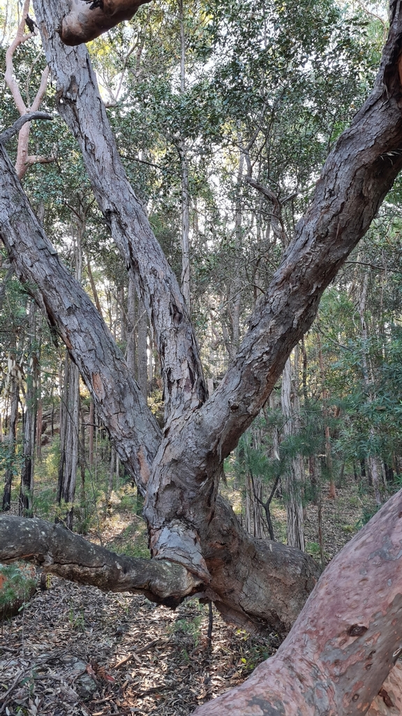 Scaly Bark from 83WV+V8 Berowra Valley National Park, Hornsby Heights ...
