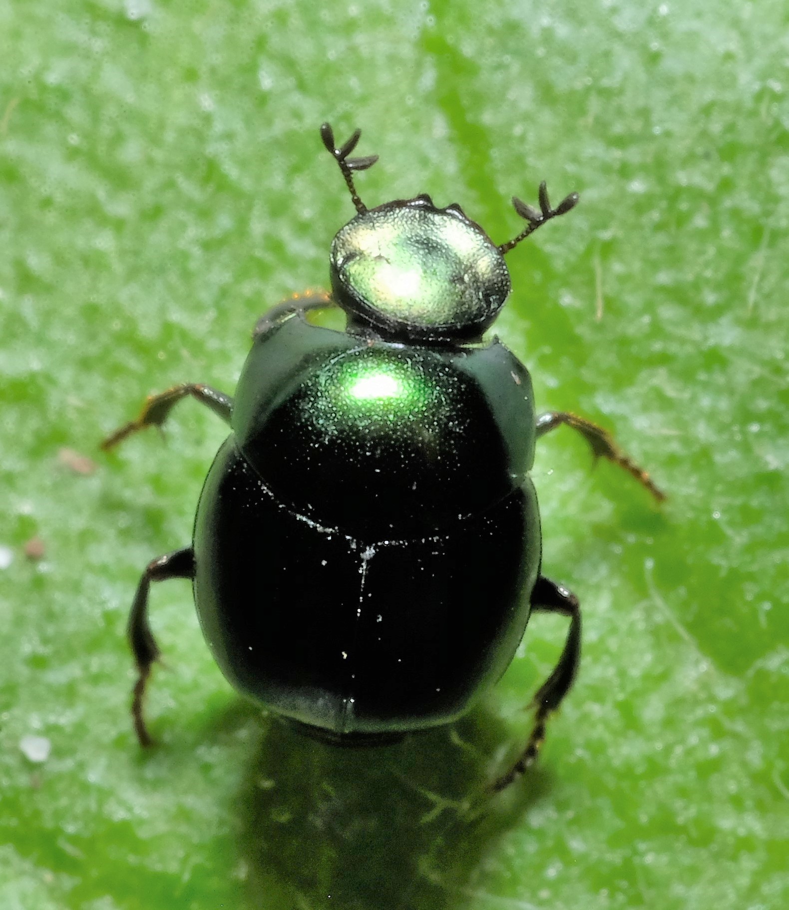 Canthon viridis (Palisot de Beauvois, 1805)