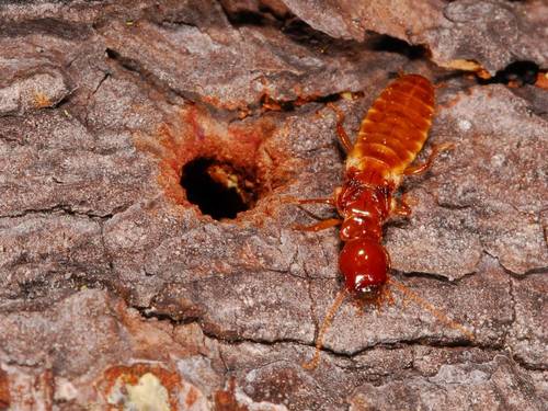 Dampwood termites (Archotermopsidae)