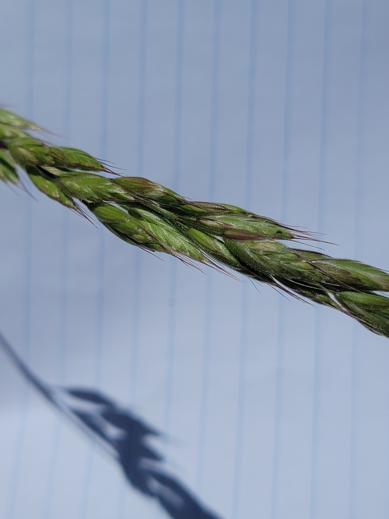 slender wheat grass from Livermore, CA 94550, USA on May 29, 2022 at 03 ...