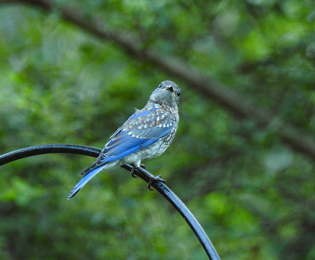 Eastern Bluebird from Homewood, AL, USA on May 29, 2022 at 06:17 AM by ...