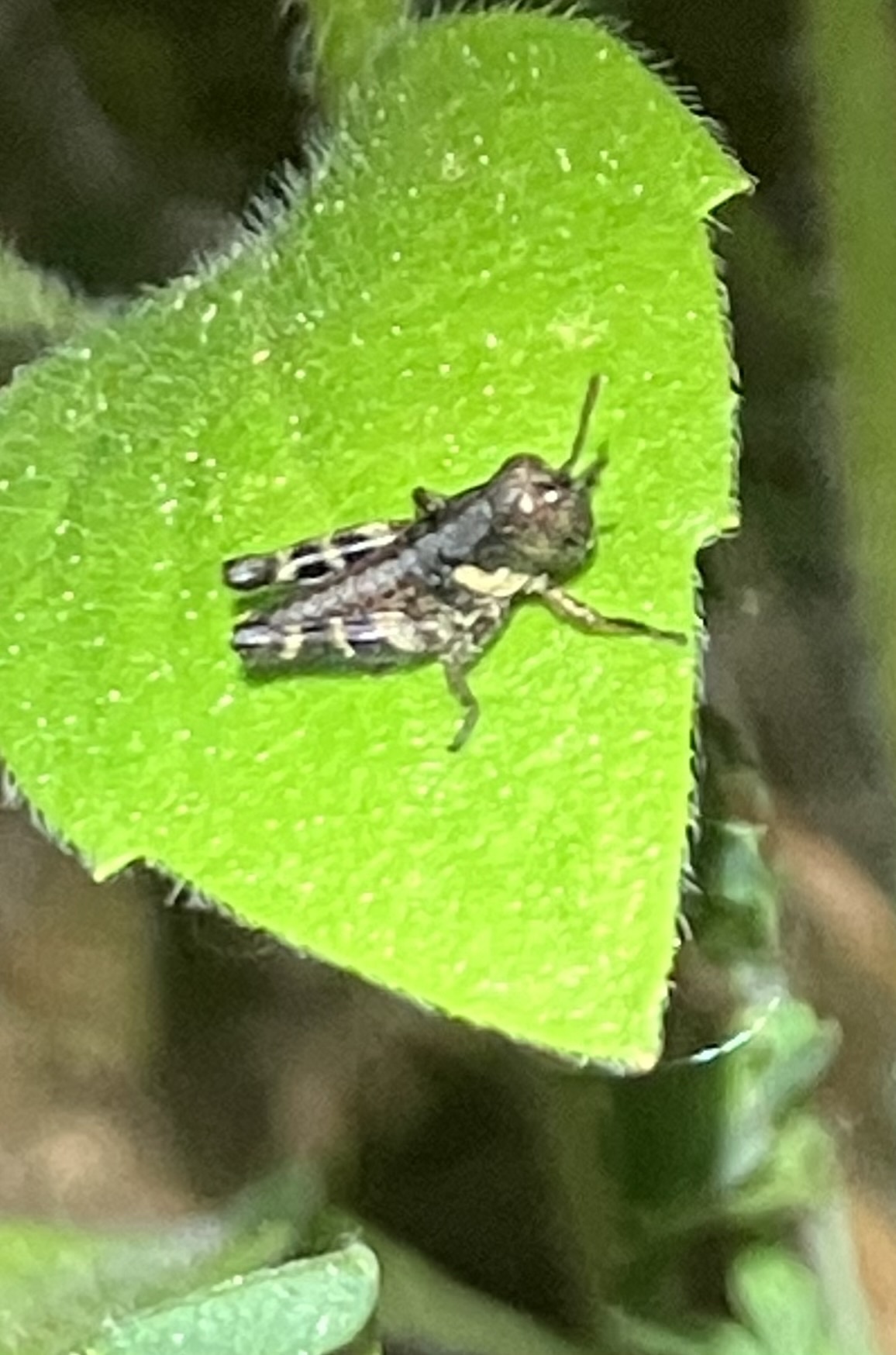 Calliptamus italicus (Linnaeus, 1758)