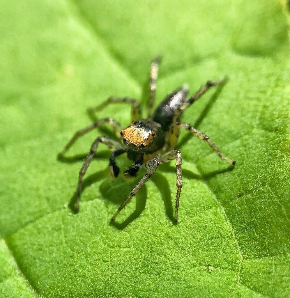 Maevia from Pisgah National Forest, Rosman, NC, US on May 29, 2022 at ...