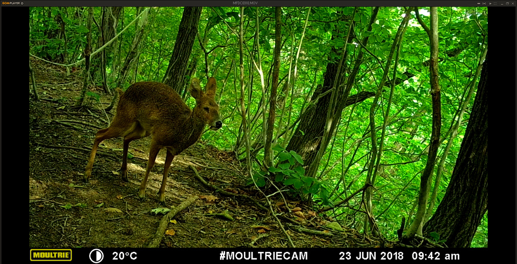 Water Deer (Hydropotes inermis) - Know Your Mammals