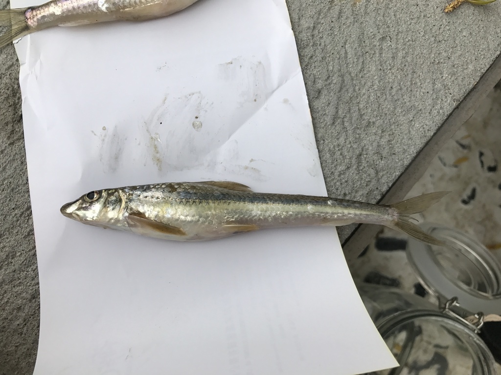 Saurogobio gymnocheilus from Hubei, CN on May 14, 2017 at 09:31 PM by ...