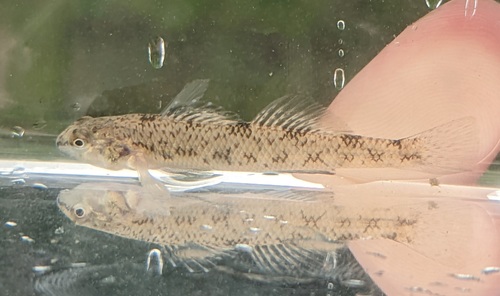 Johnny Darter (Fishes of North Park) · iNaturalist