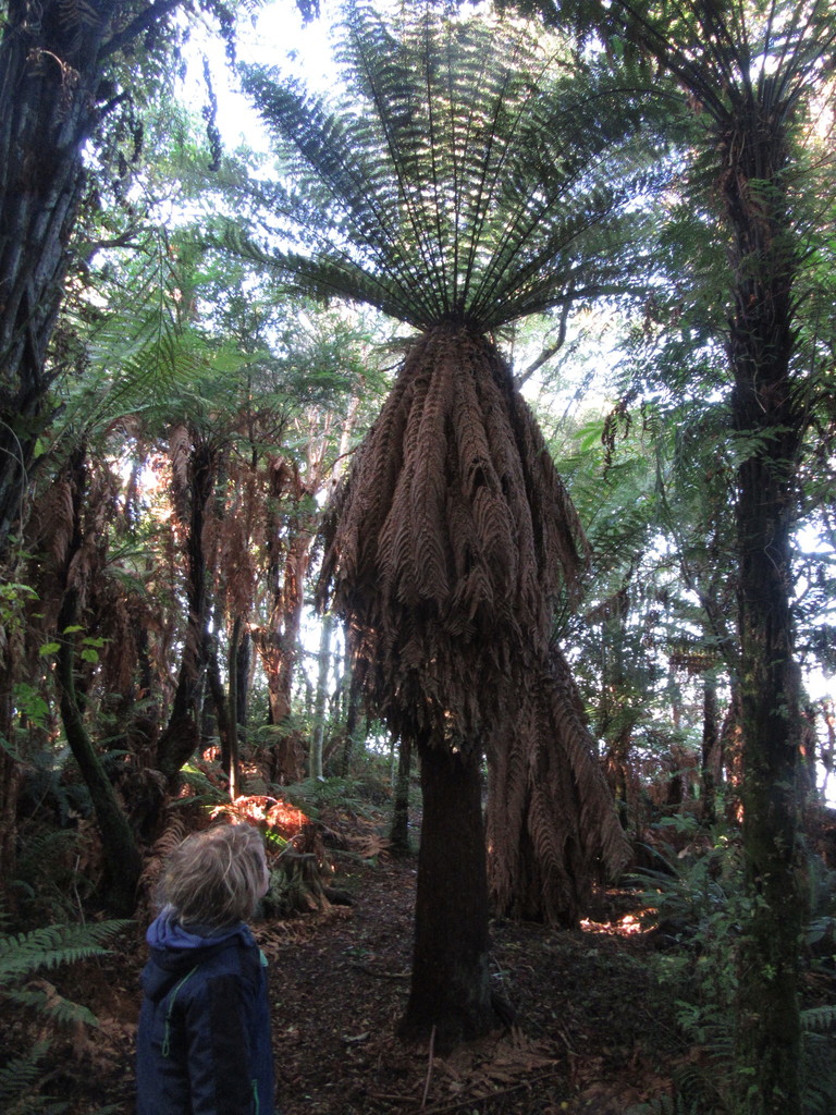 golden tree fern from Waikawa 9884, New Zealand on June 23, 2018 at 12: ...