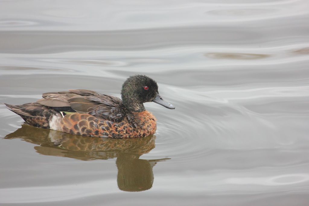 Chestnut Teal from Melbourne VIC, Australia on April 9, 2022 at 09:43 ...