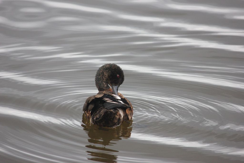 Chestnut Teal from Melbourne VIC, Australia on April 9, 2022 at 09:43 ...