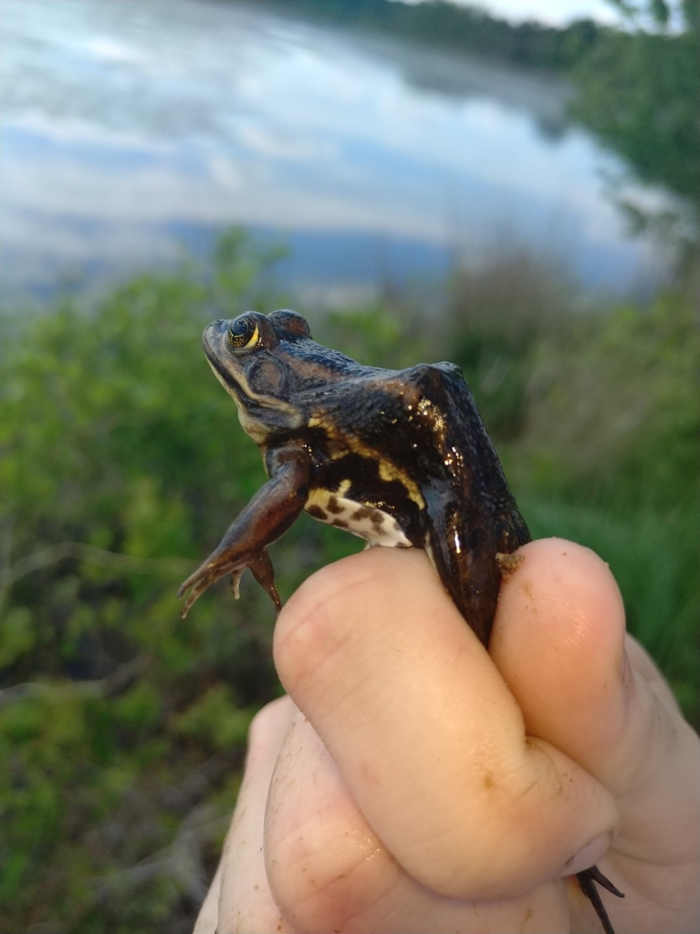Carpenter Frog in May 2022 by Aurelle Joseph · iNaturalist