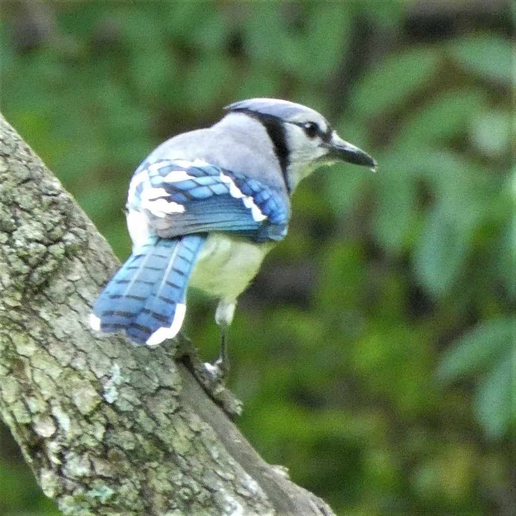 Blue Jay from Wheaton, Wheaton-Glenmont, MD, USA on May 29, 2022 at 03: ...