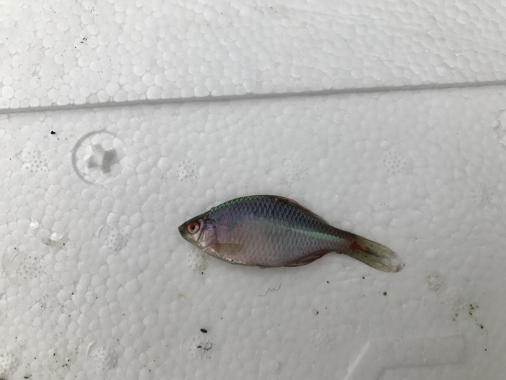 Rhodeus sinensis from Hubei, CN on May 15, 2017 at 01:42 AM by TAMUC ...