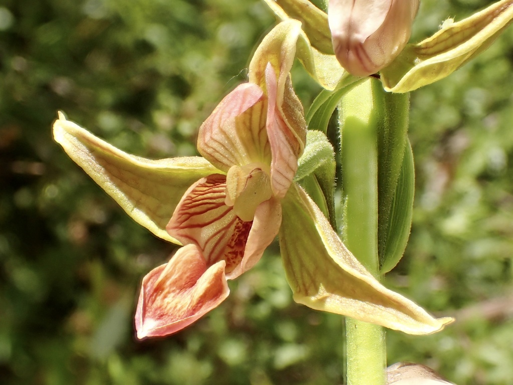 Stream Orchid in May 2022 by Ron Vanderhoff · iNaturalist