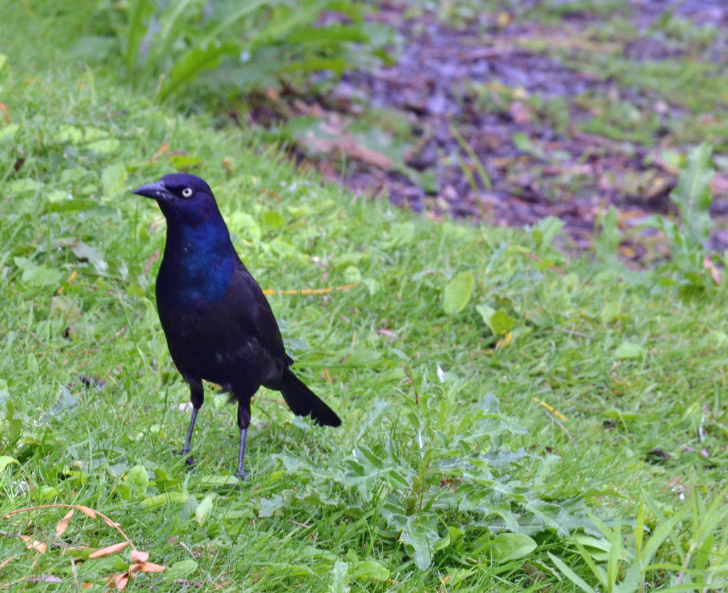 Common Grackle from Nepean, Ontario on June 16, 2015 by jaliya. Grakle ...
