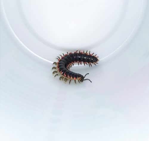 Crawfish Valley Twisted-Claw Millipede (Nannaria asta) · iNaturalist