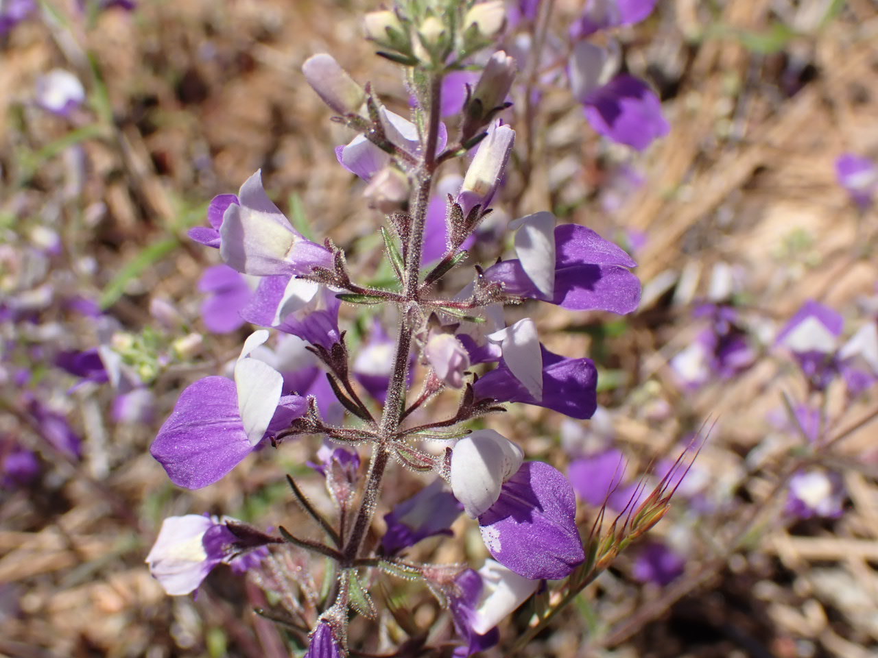 Collinsia linearis A.Gray