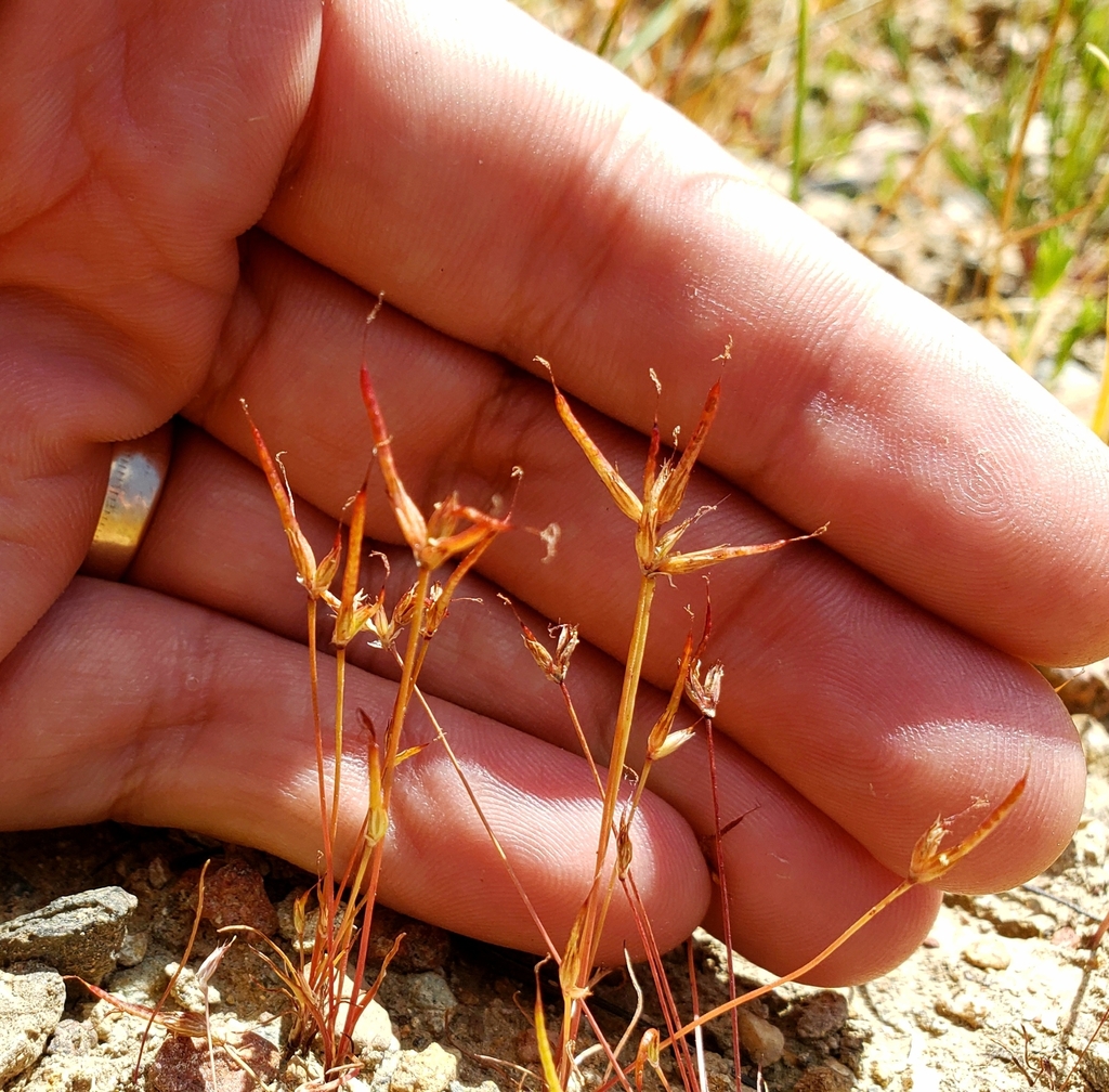 finger rush in May 2022 by Shane Hanofee · iNaturalist