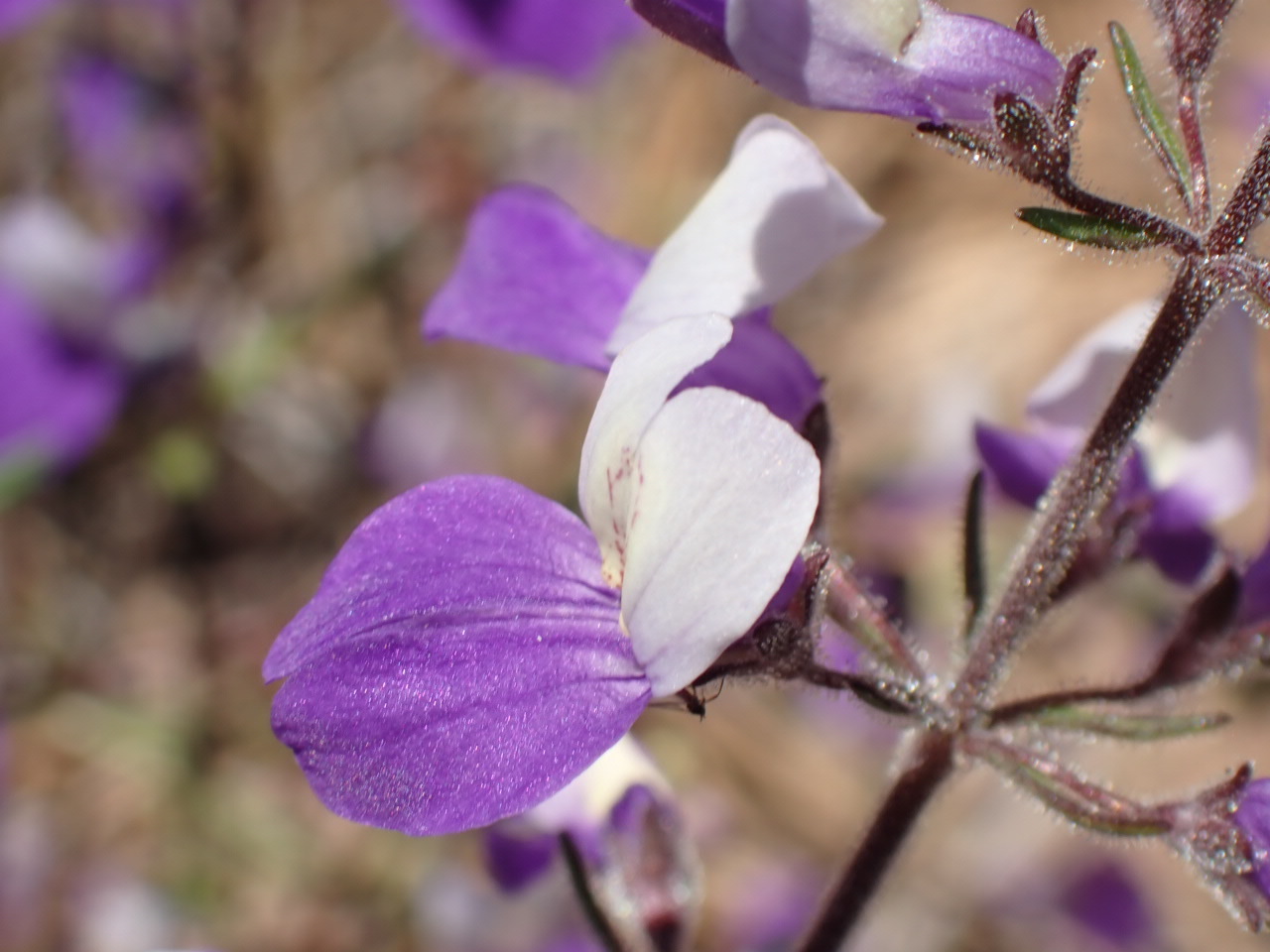 Collinsia linearis A.Gray
