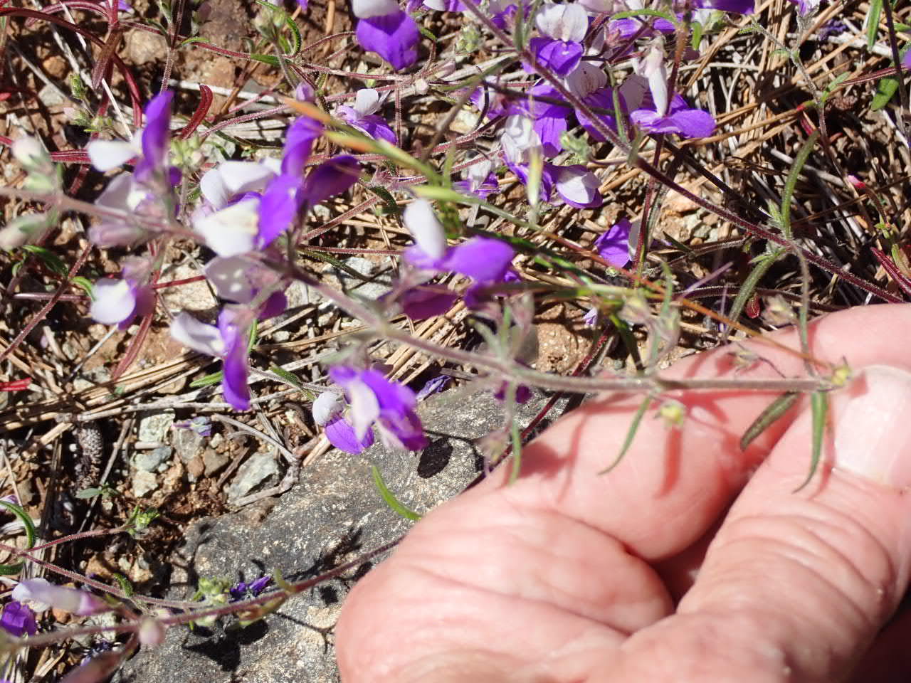 Collinsia linearis A.Gray