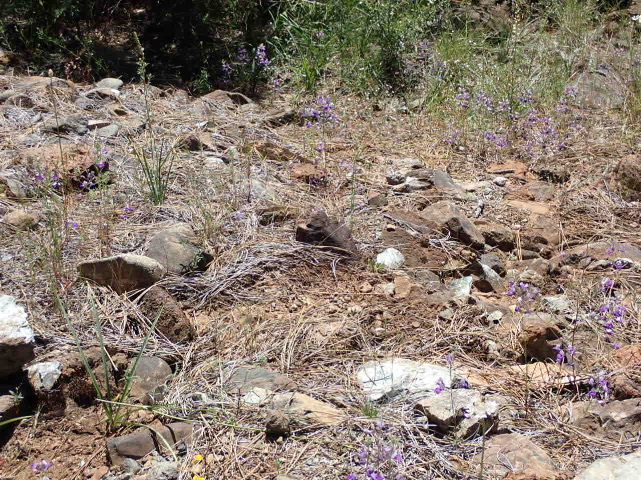 Collinsia linearis A.Gray