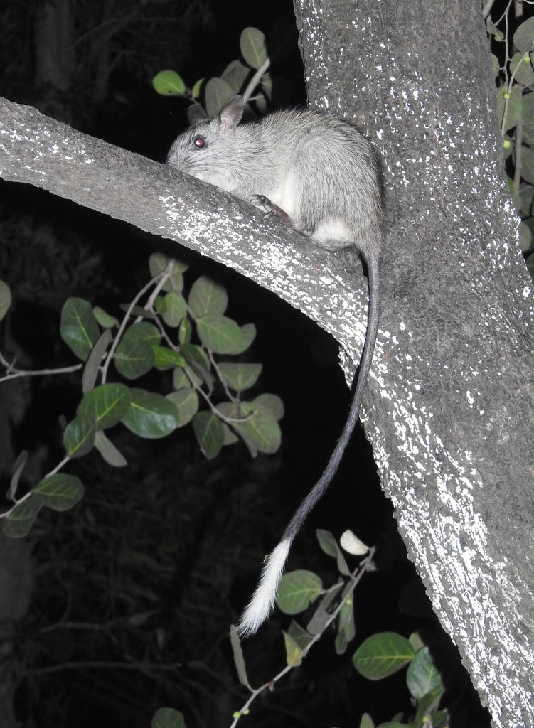 Black-footed Tree Rat in June 2018 by Colin Trainor. Single animal in ...