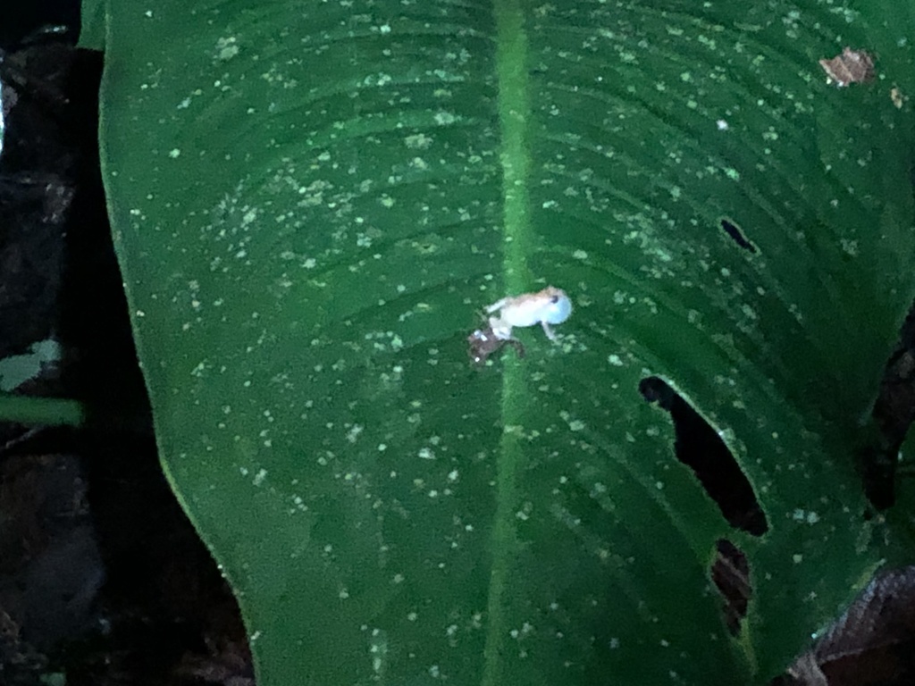 Dink Frogs from San Carlos, Alajuela, CR on May 29, 2022 at 07:08 PM by ...