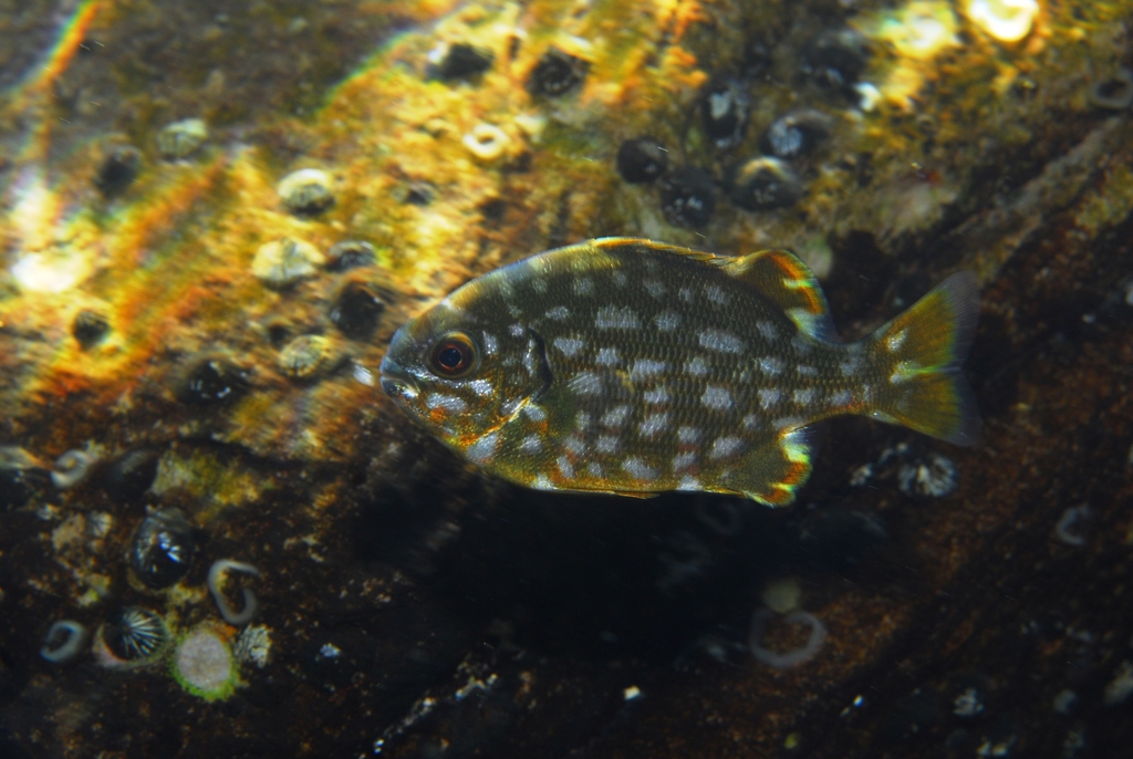 Silver Drummer from South Australia, Australia on June 22, 2018 at 03: ...