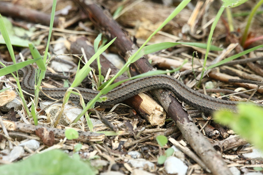Red-bellied Snake from Simcoe County, ON, Canada on May 29, 2022 at 06: ...