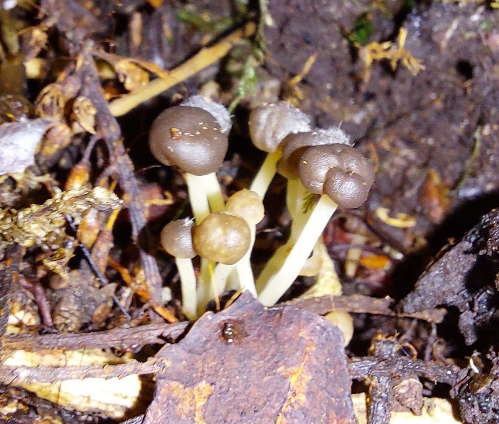 Leotiomycetes from New Plymouth District, Taranaki, New Zealand on May ...