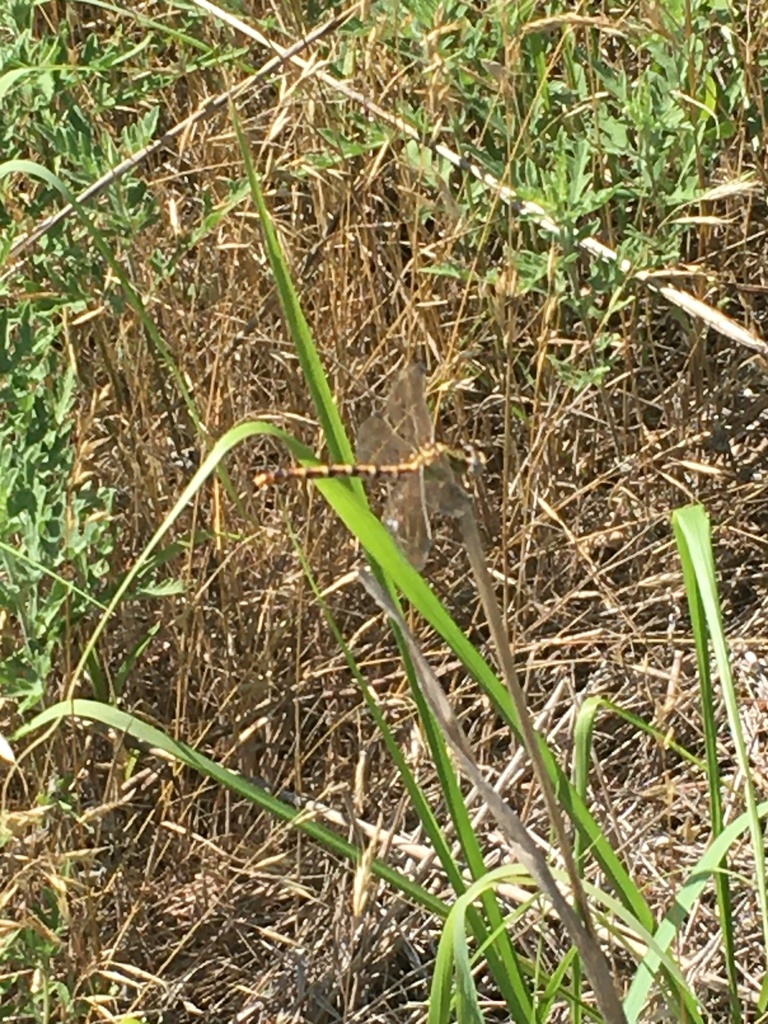 Eastern Ringtail from Glen Rose, TX, US on May 29, 2022 at 11:35 AM by ...
