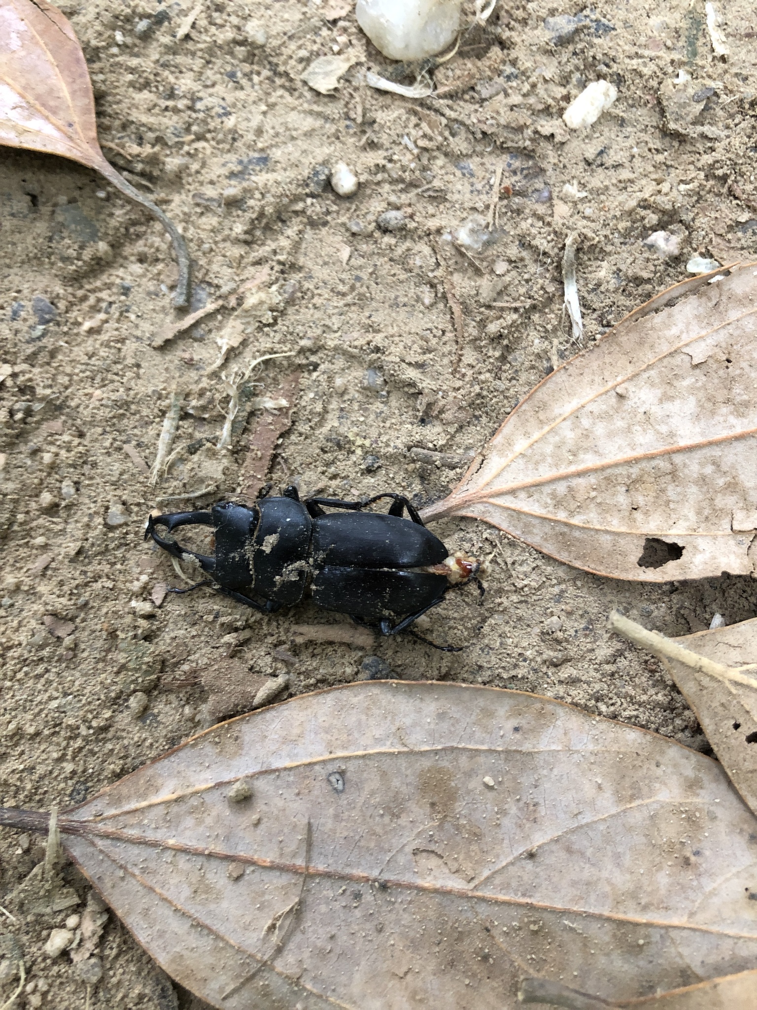 Dorcus rectus rectus